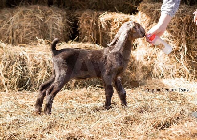Козлята нубийские