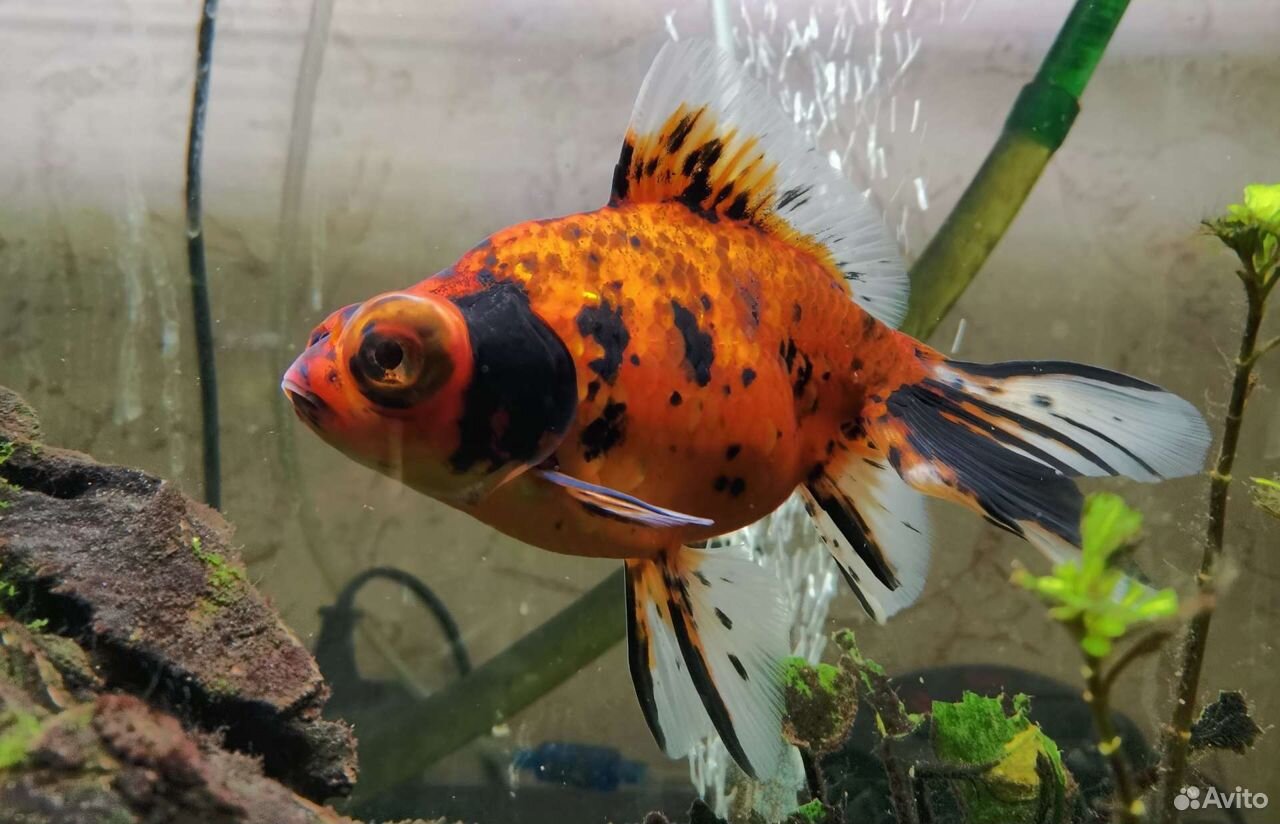 Золотая рыбка